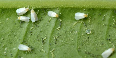 Whiteflies Greenlife 2026 Update