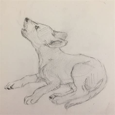 Wolf Pup Drawing