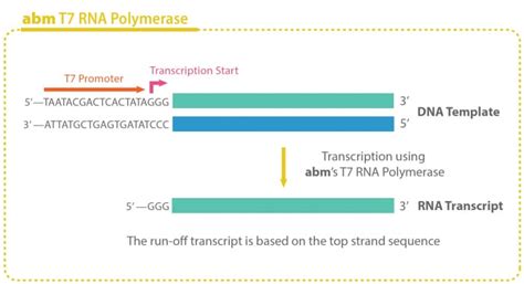 The Terminator Sequence Of The T7 Promoter Genspark The Terminator Sequence Of The T7 Promoter Genspark