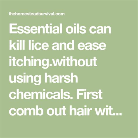 Using Olive Oil To Kill Head Lice At Will Cornish Blog