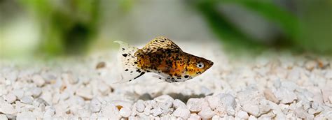 Molly Tropical Fish Care Guide Aquarium Setup Tank Mates Breeding