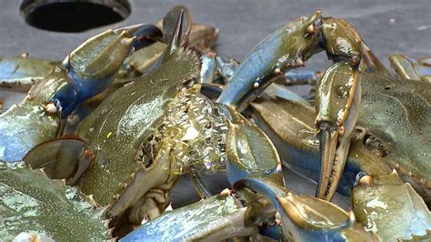 Kick Off The Summer With Maryland Blue Crabs