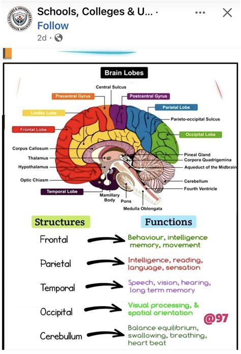 Human Brain Parts And Functions Worksheet Artofit