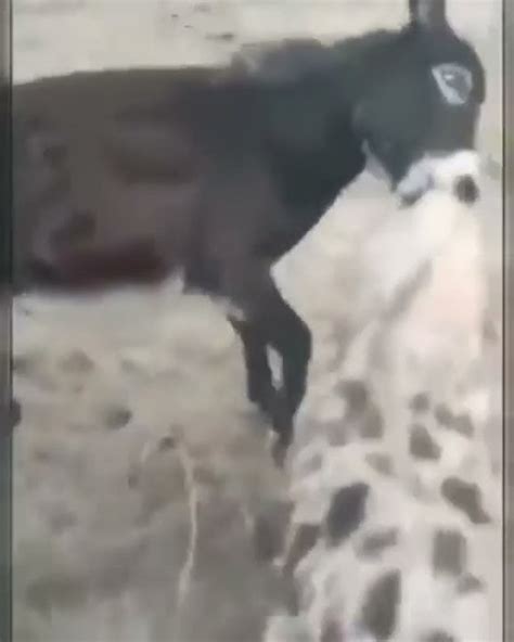 Donkey Attack On Dog Youtube