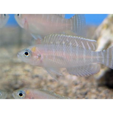 Brevis Shell Dweller Neolamprologus Brevis The Fish Barn