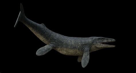3d Model Mosasaurus Mosasaur Vr Ar Low Poly Cgtrader