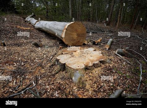 Tree Felling In The Forest Stock Photo Alamy
