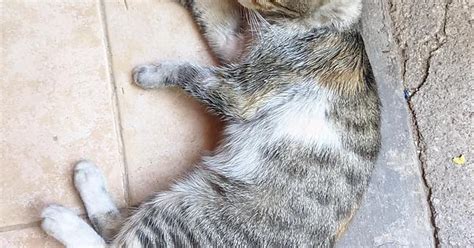 After Two Days Of Being Disappeared Lili Came Full Of Grease So She Doesnt Expect All The