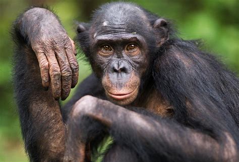 Maymunlar Hakkında 10 Ilginç Bilgi Dmax