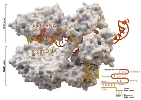 Gold Nanoparticle Used To Replace Virus In New Crispr Approach