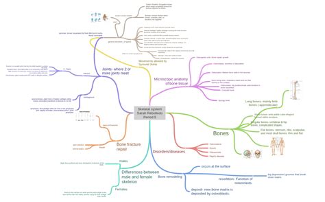 Skelatal System Sarah Rebolledo Period 5 Coggle Diagram