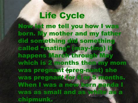 PPT PANDAS PowerPoint Presentation Free Download ID