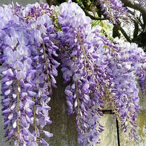 Саженцы Глициния (вистерия) Аметист ( 2 года , С2 , 10-20 см ) - купить ...