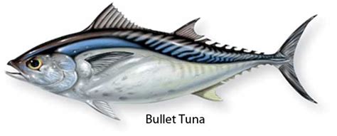 Bullet Tuna Alchetron The Free Social Encyclopedia