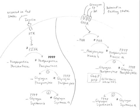 Absorptive State Flashcards Quizlet