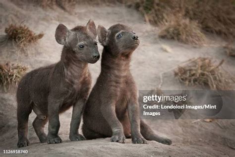 Striped Hyena Cub Photos And Premium High Res Pictures Getty Images