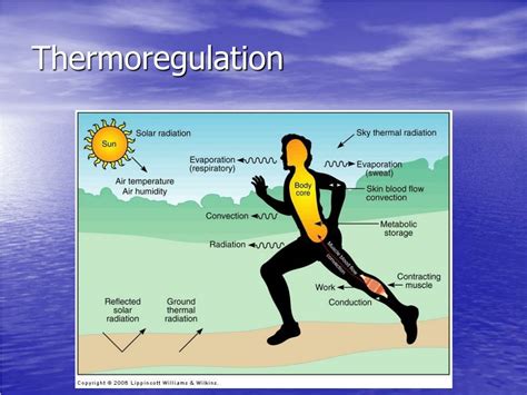 Ppt Thermoregulation Powerpoint Presentation Free Download Id9301531