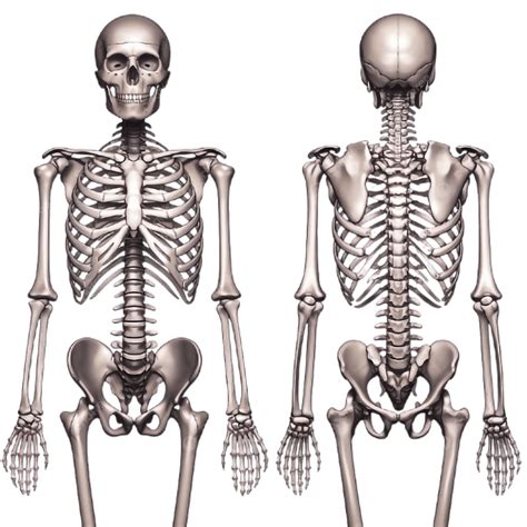 Dibujo Del Esqueleto Humano Láminas De Anatomía Humana En Blanco Y