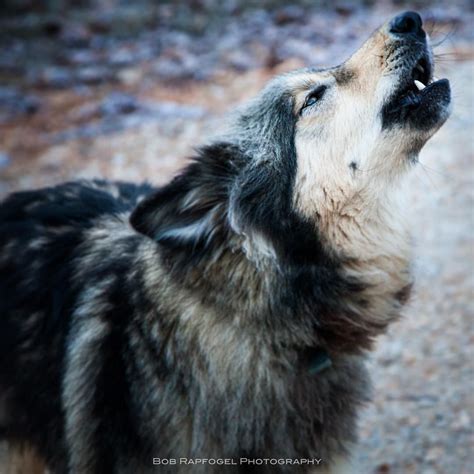 Buffalo Wolf Encounter In Ponca Arkansas
