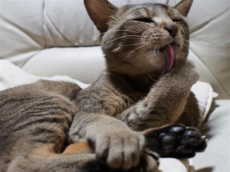 Premium Photo Close Up Of Cat Licking Leg