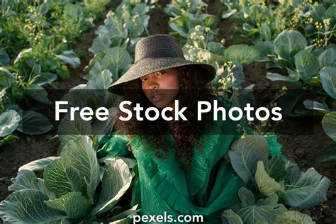 Vegetable Portrait Photos Photos Download The Best Free Vegetable