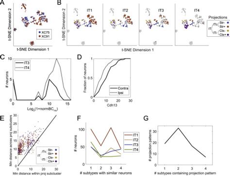 high throughput mapping of long range neuronal projection using in situ