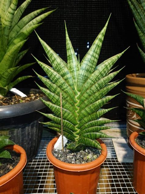 Sansevieria Hybrid Aswatama Artofit