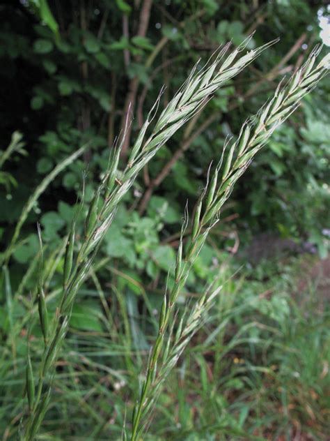 Elymus Caninus Bearded Wheatgrass