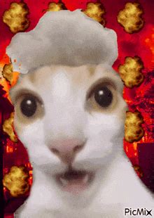 Cat Explosion  Cat Explosion Discover And Share S