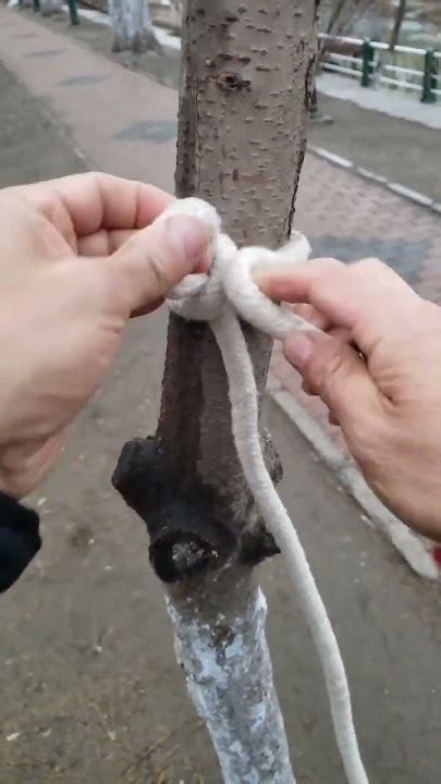 牧童结，栓牛拴马用的绳结技巧 Youtube