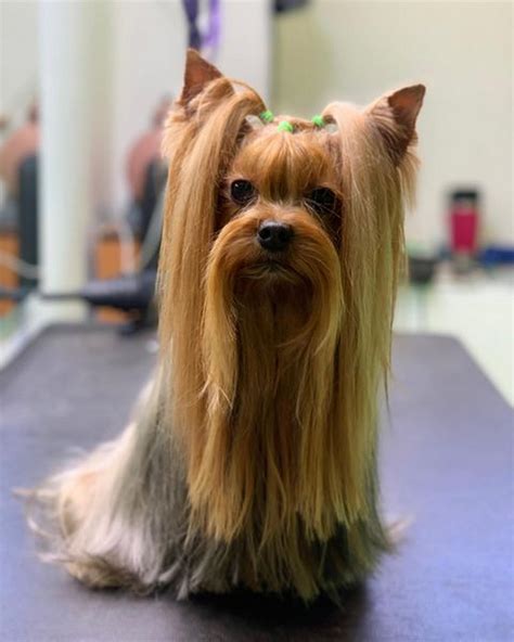 36 Adorable Yorkie Haircuts For Fashionable Look Hood Mwr
