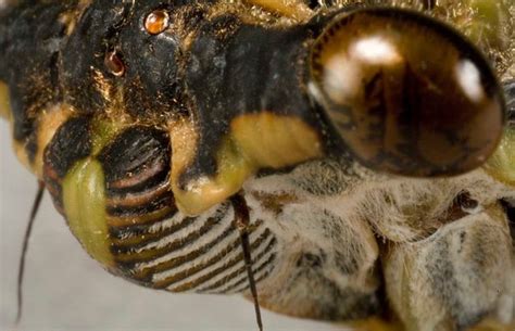 Artrepreneur Cicada Face For Sale