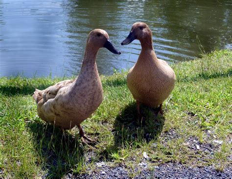 Types Of Duck White At Kai Wieck Blog
