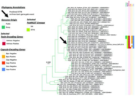 maximum likelihood phylogeny constructed using core genes detected