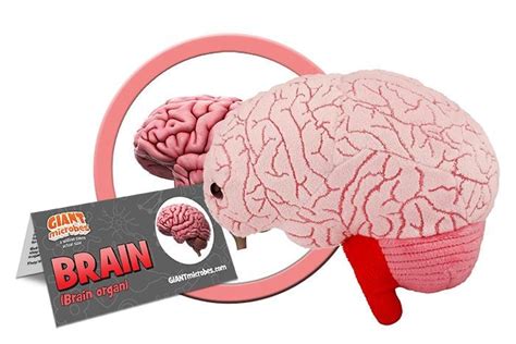 Giant Microbes Brain For Sale — Skulls Unlimited International Inc