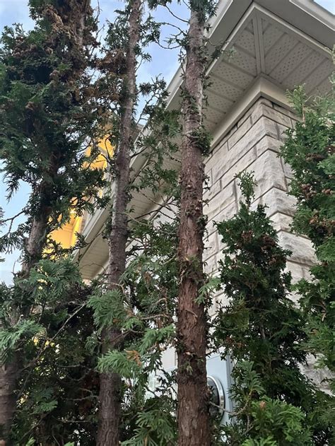 Cedar Dying Canada R Arborists