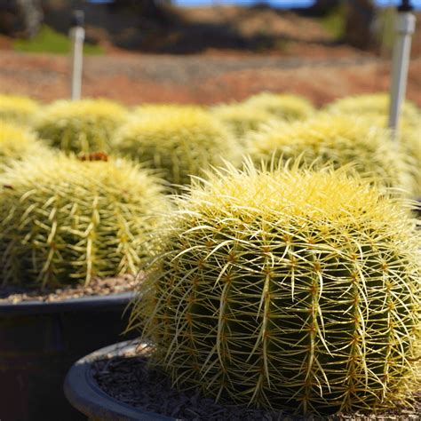 Golden Barrel Cactus Cacti Agave And More Moon Valley Nursery
