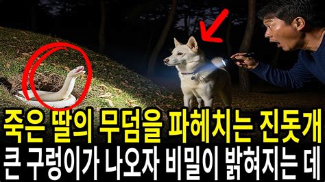 죽은 딸의 무덤을 파헤치던 우리 집 진돗개 큰 구렁이가 나오자 숨겨진 비밀이 밝혀진다 Youtube