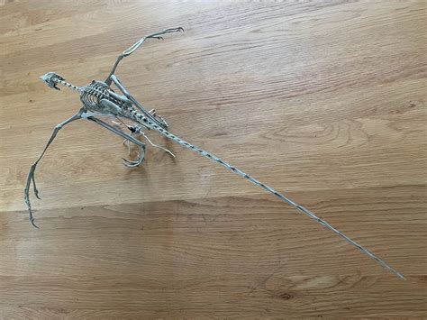 Microraptor Skeleton