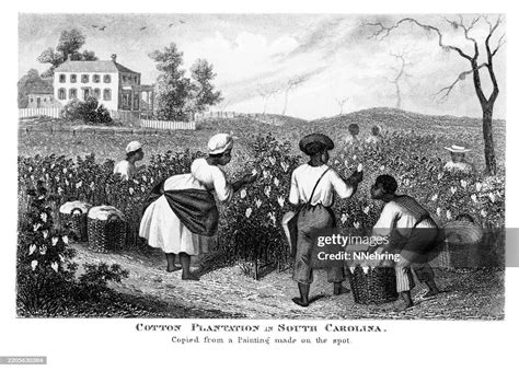 Woodcut Of African Anerican Slaves Picking Cotton 1866 High Res Vector
