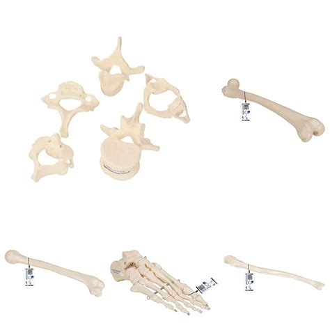 3b Scientific 5 Vertebrae Foot Skeleton Model Femur Model Tibia Desertcart Ecuador