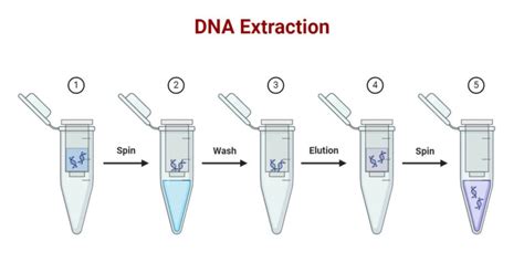 Mitochondrial Dna Analysis As A Forensic Tool