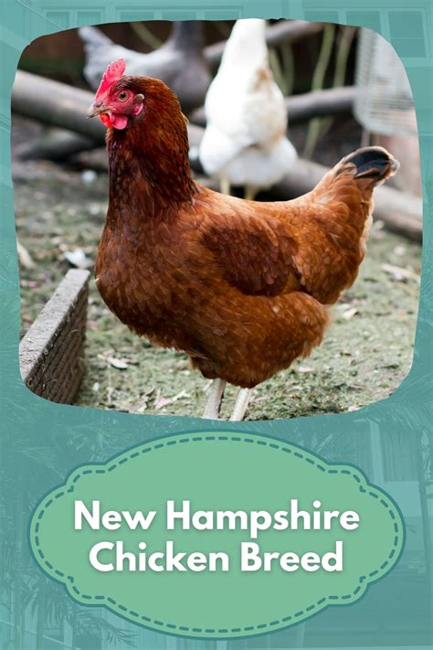 New Hampshire Chicken Breed Everything You Need To Know Artofit