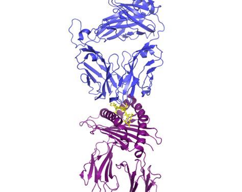 Two Pathways To Viral Recognition Bioserendipity