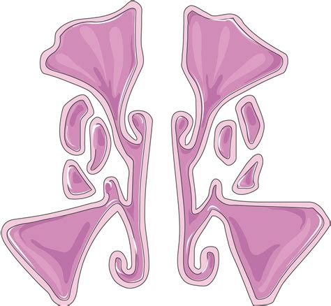 Servier Drawing Sinuses No Labels Anatomytool