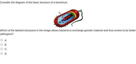 [free] Consider The Diagram Of The Basic Structure Of A Bacterium A Diagram Of A Bacterium Is