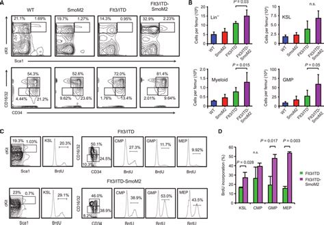 Myeloid Progenitors Are Expanded And More Proliferative In