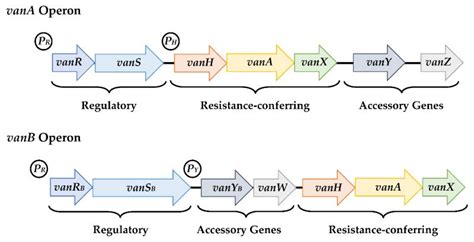 📑 Enterococcus Virulence And Resistant Traits Associated With Its Permanence In The Hospital
