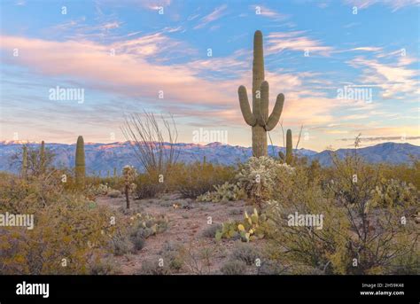Saguaro Cacti Carnegiea Gigantea And Surrounding Plants At Saguaro