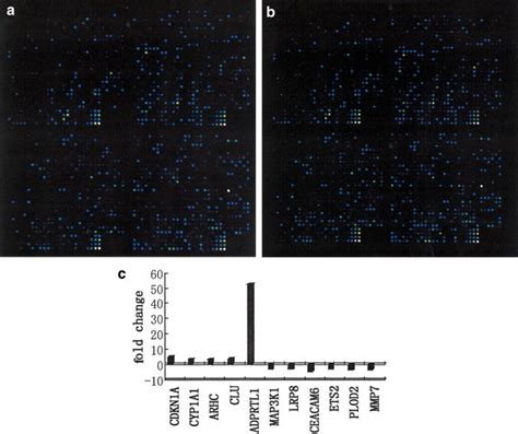 Oligonucleotide Microarray Analysis Human Breast Cancer Mcf 7 Cells Download Scientific